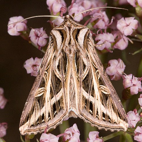 The Big Strange: Moths | Moth, Butterfly, Photographer