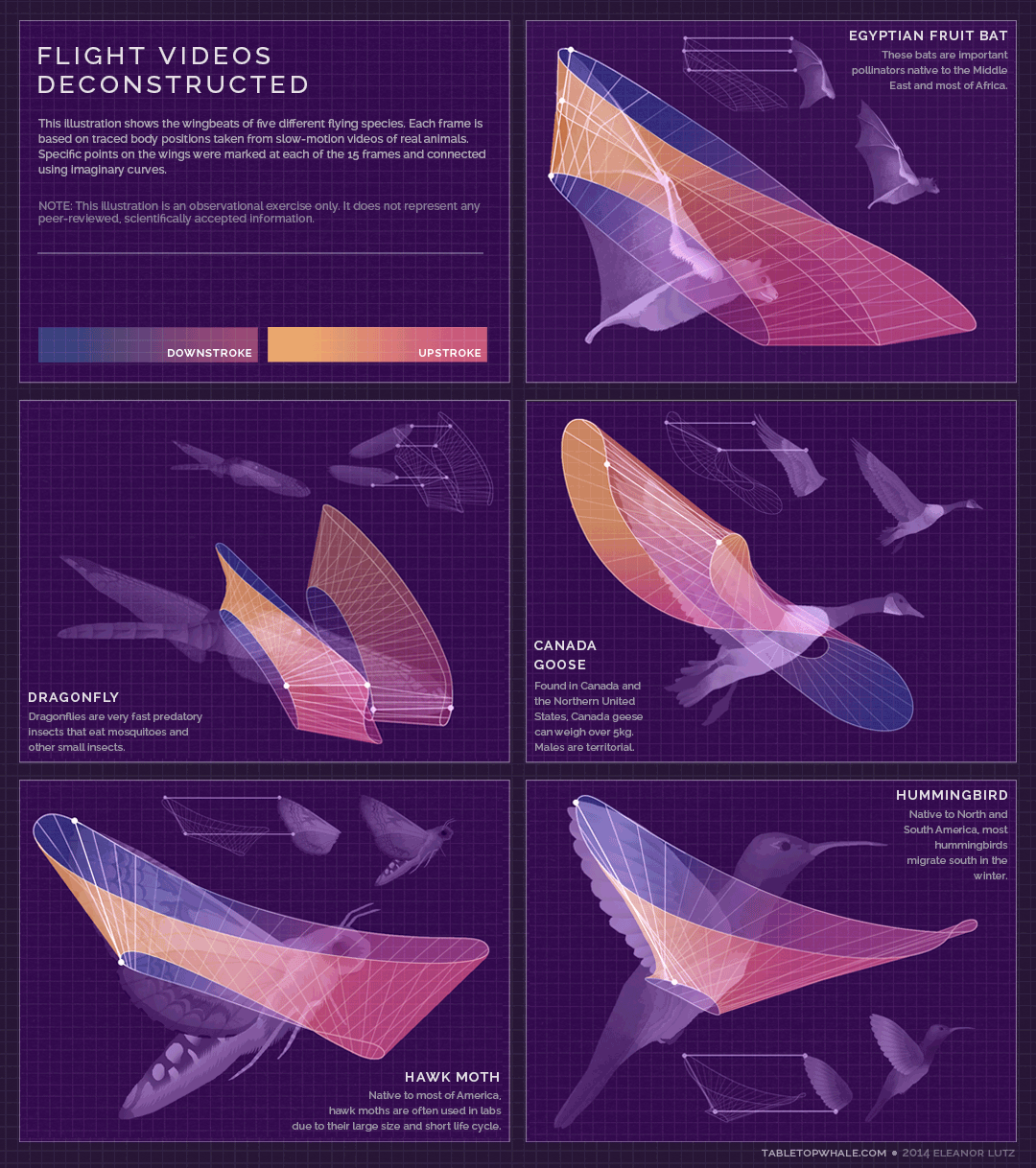 Info on Bats | Animation wing beats of five different species