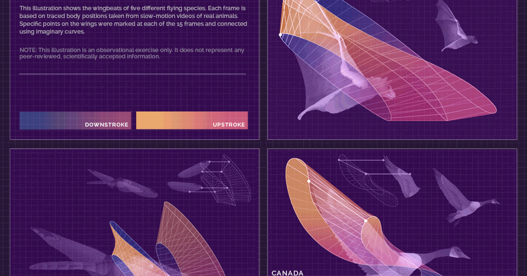 Info on Bats | Animation wing beats of five different species