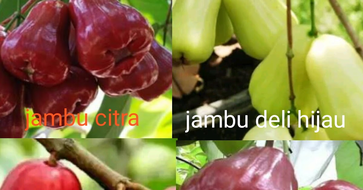 8 Jenis Jambu Air di Indonesia Yang Baik Untuk Dibudidayakan | -Koran ...