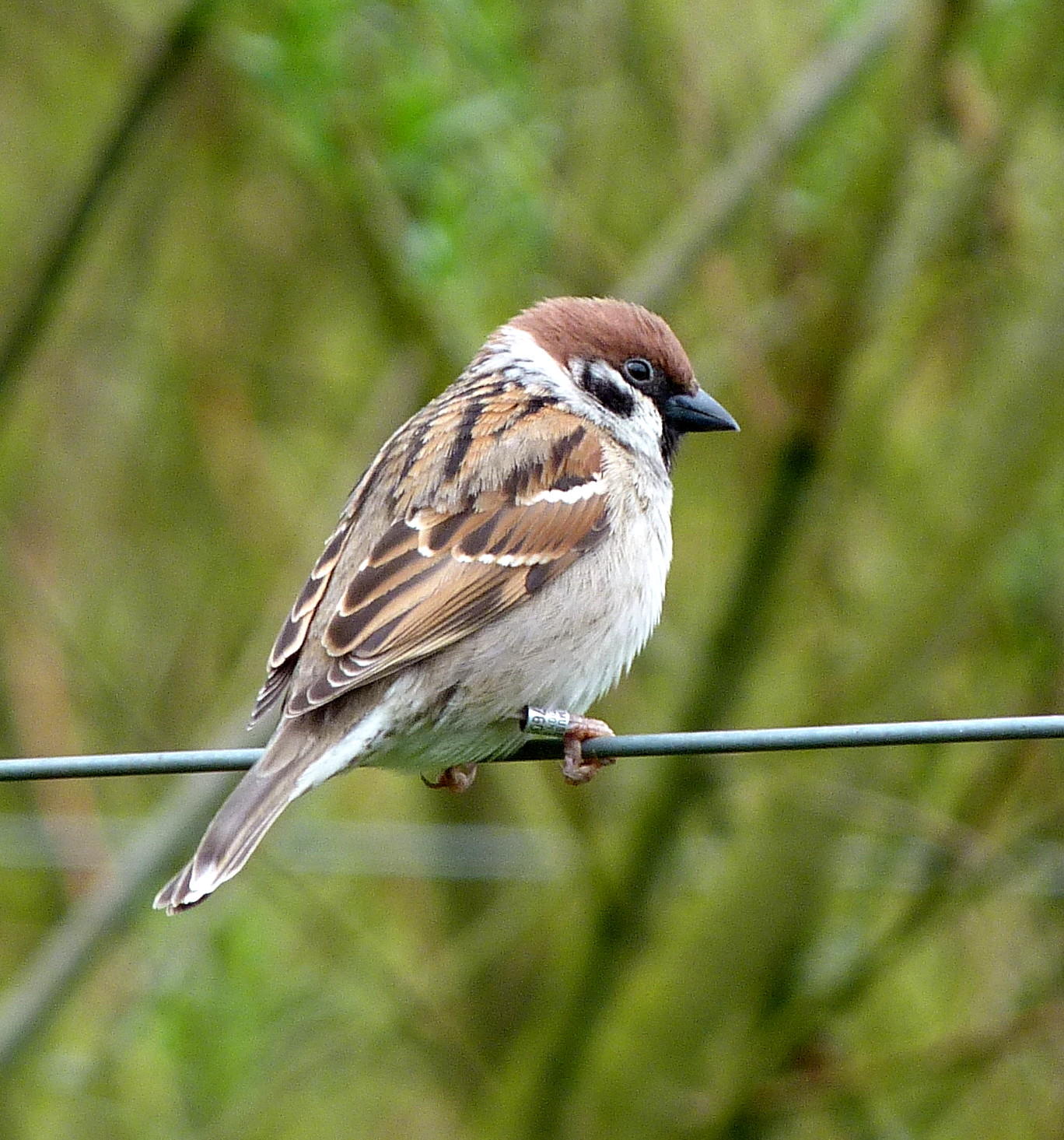 CityBirding: The Robin and the Sparrow