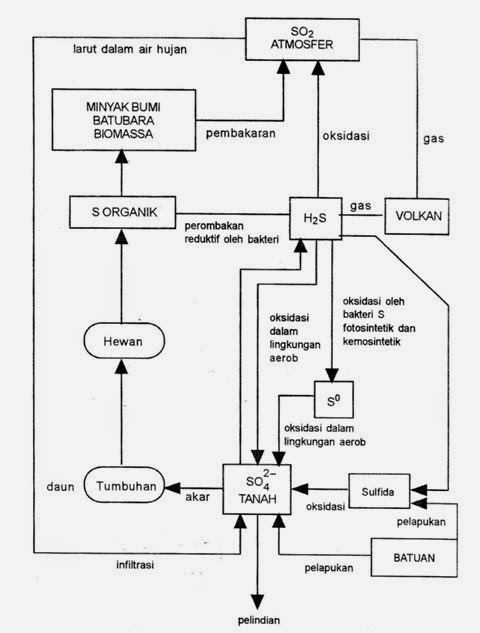 My Journal: Daur Biogeokimia (Nitrogen, Sulfur, dan Fosfor)