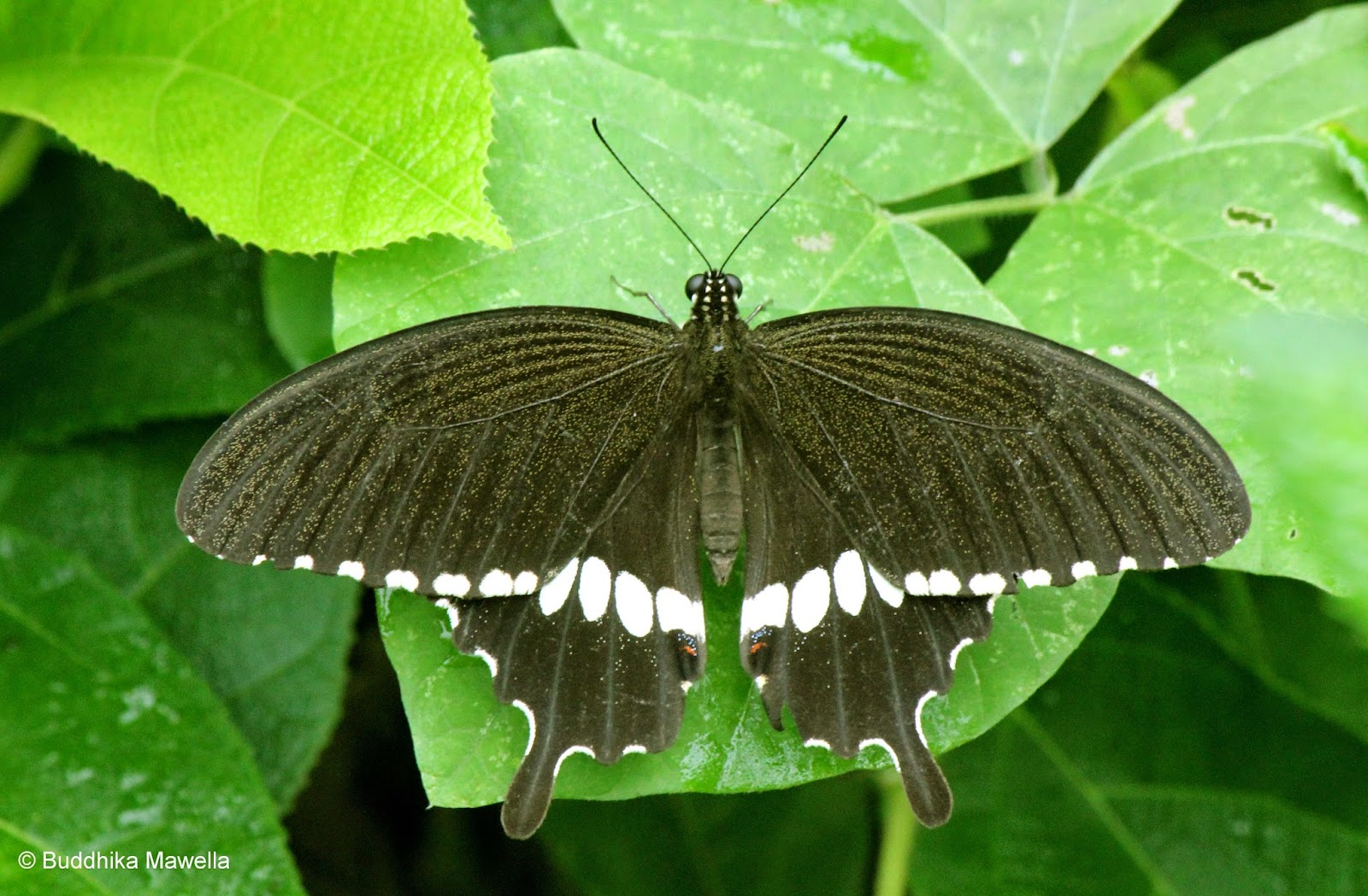 Lanka Nature Summary: Common Mormon (Papilio polytes)