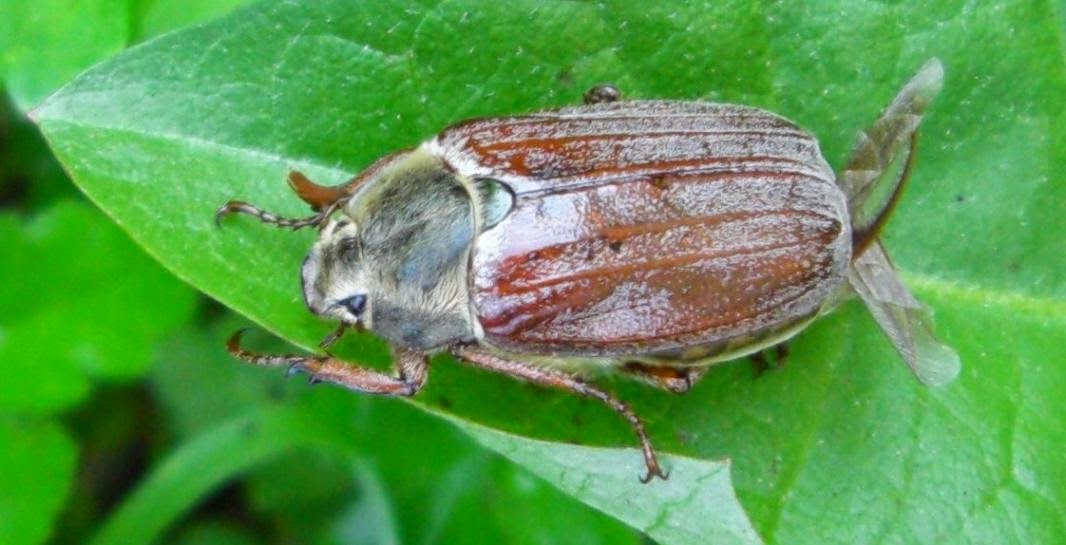 Los fitófagos, golosos de plantas - Biología