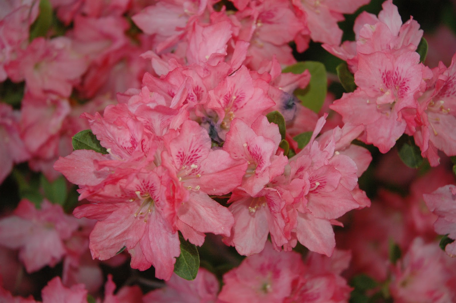Tulsa Landscapers: The 'Hampton Beauty Azalea' , why we use this so ...