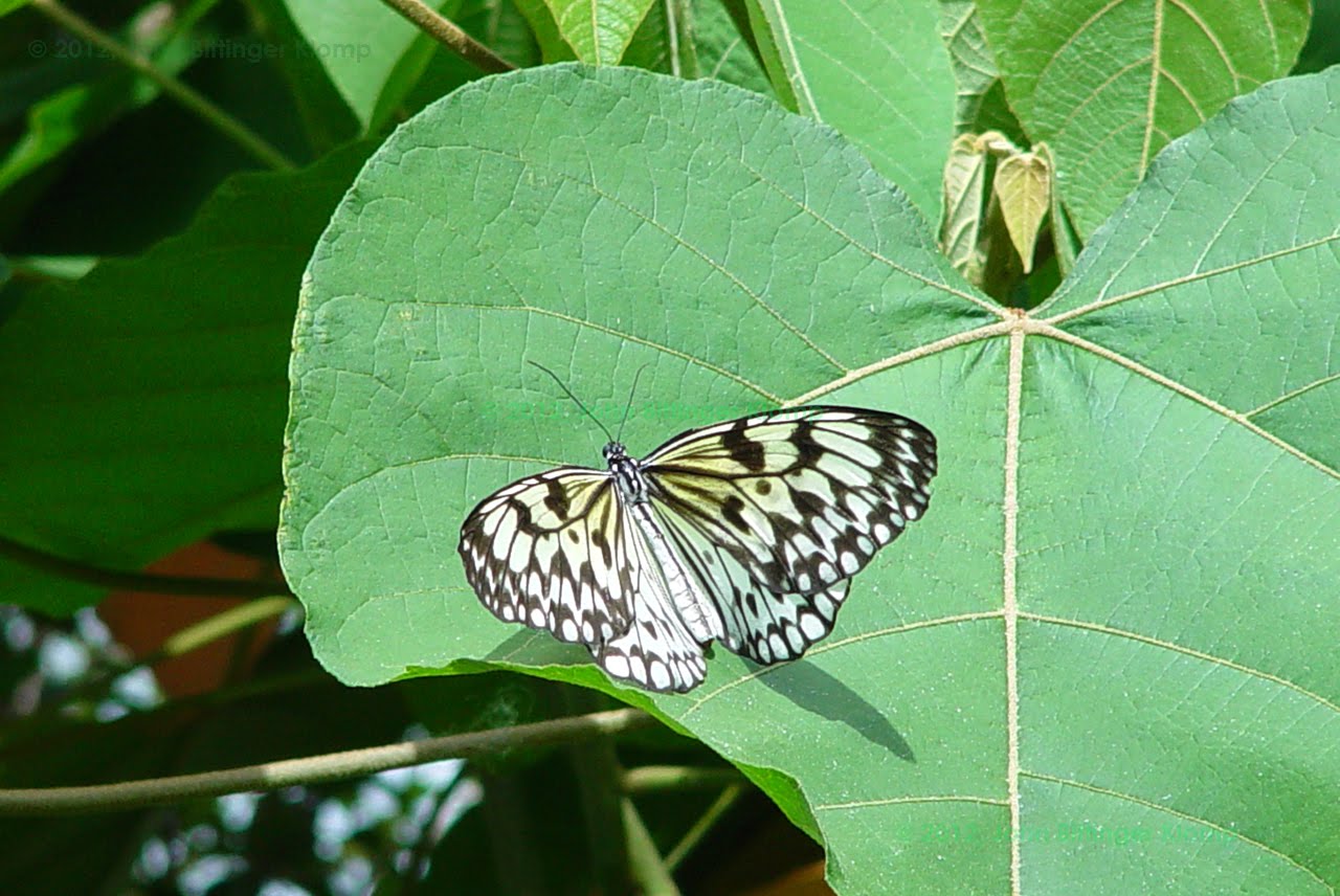 The Art of John Bittinger Klomp: Butterfly World