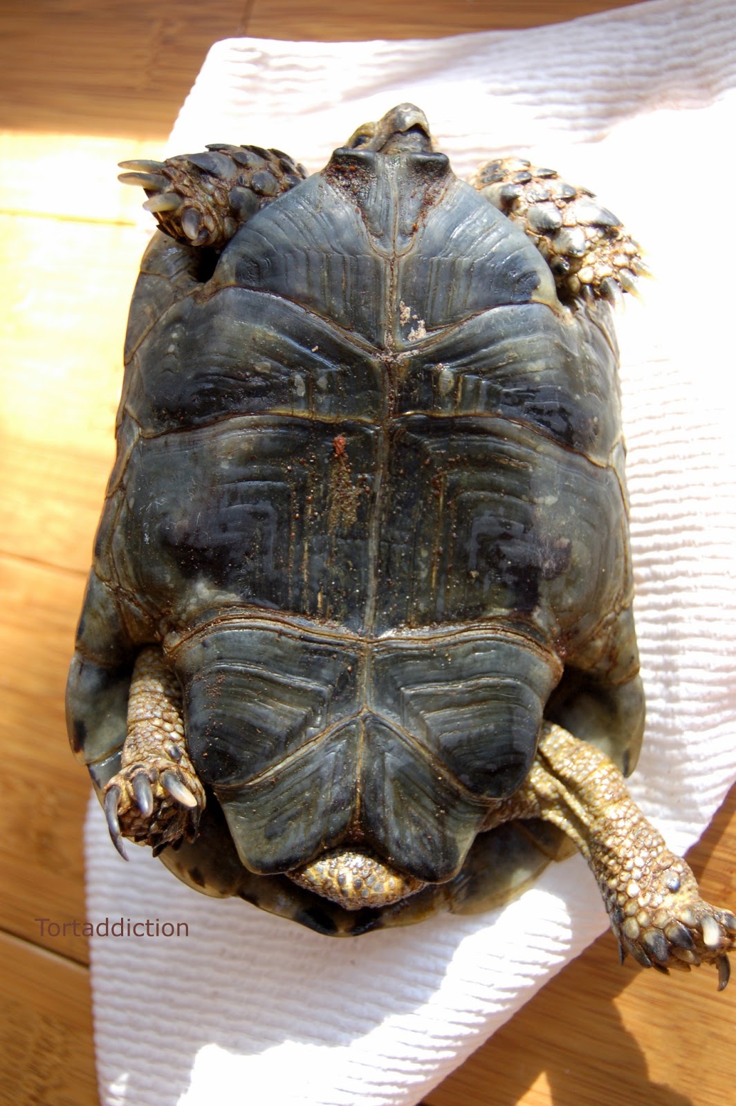 Tortaddiction: New Greek Foster Tortoise, Shelton!