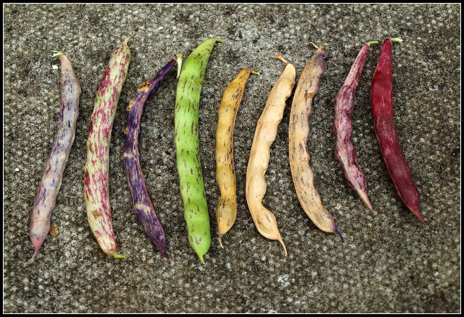 Mark's Veg Plot: The Three Sisters - part 4