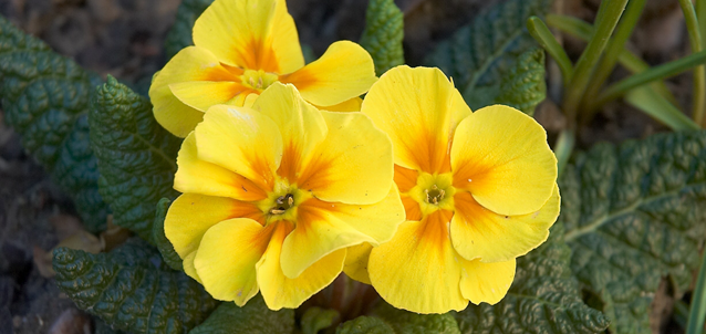 The Theresa: Aceite de Onagra-Primula