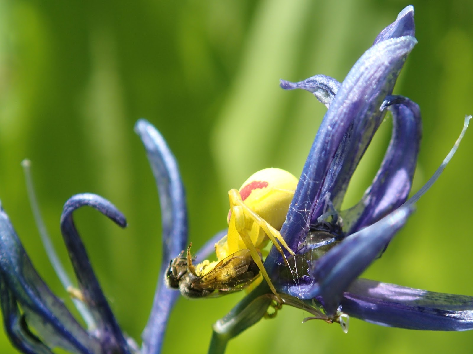 Casing Oregon: Wildflower Hikes: Gordon Meadows