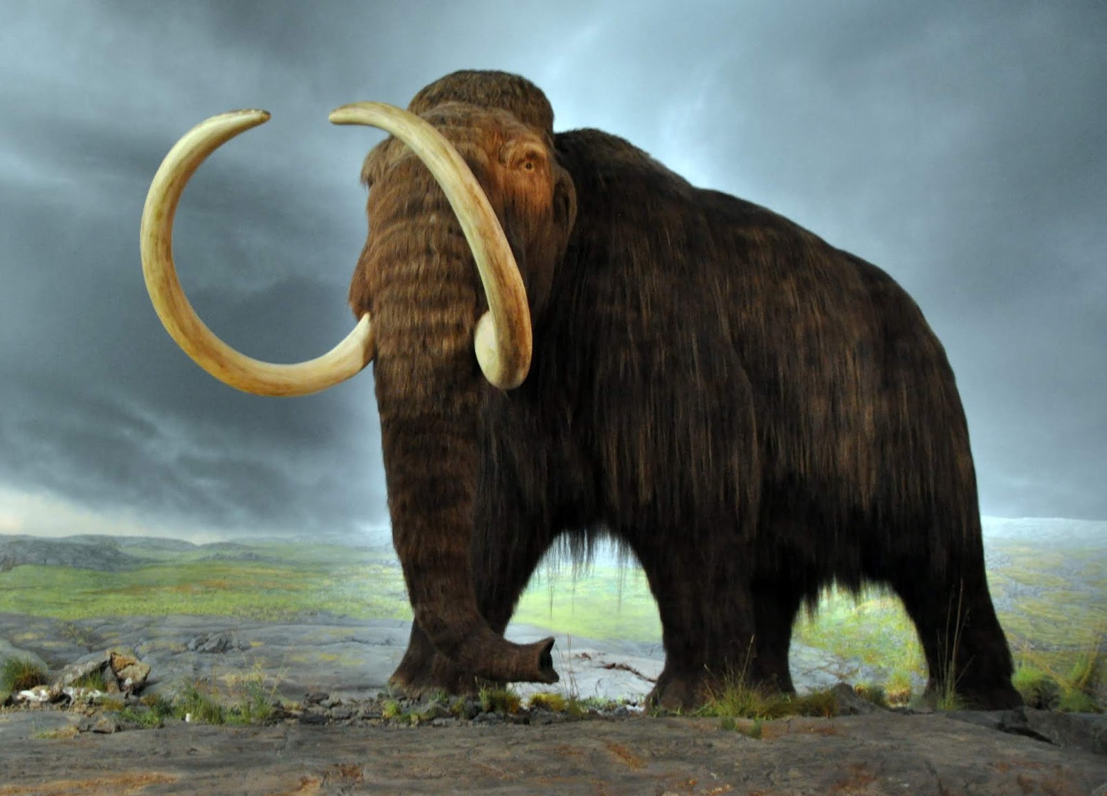 Pesquisa Para Clonar Mamute