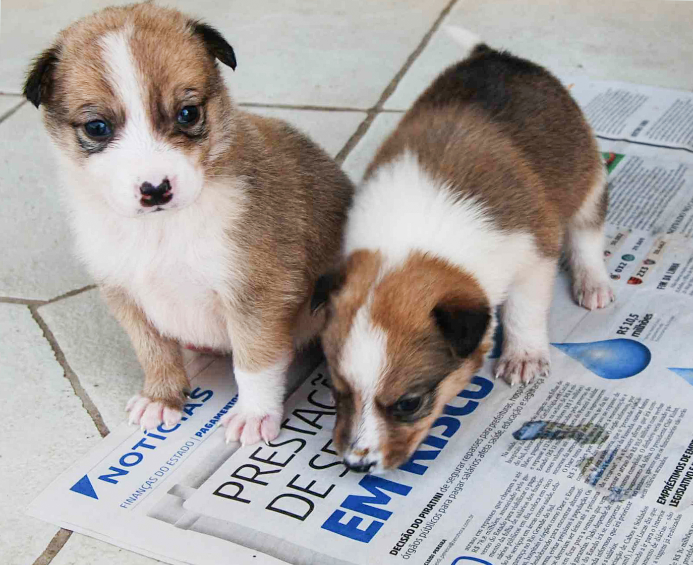 Adote, Não Compre!: Filhote de Border Collie para adoção em Porto Alegre