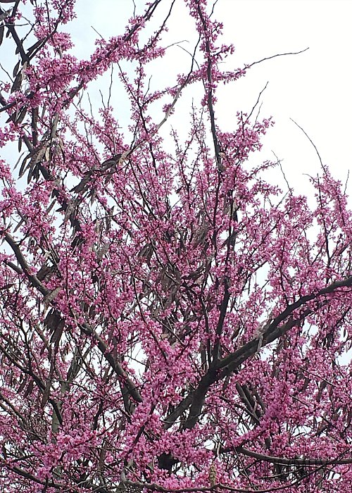 She's Crafty: End of the month - March Favorites