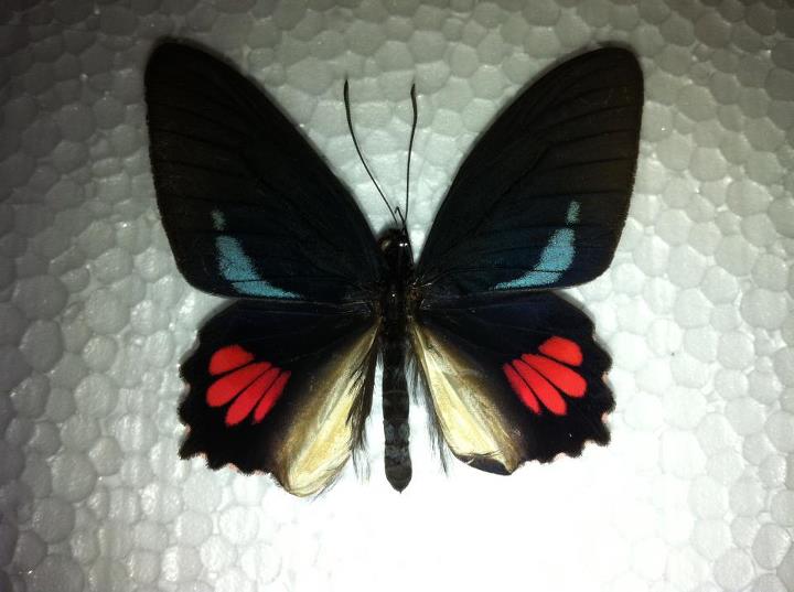 Confessions of a Lepidoterist: Cattle-Hearts