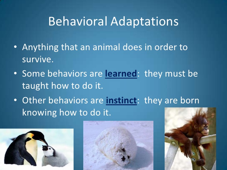 Forms 4 2017 ADAPTATION