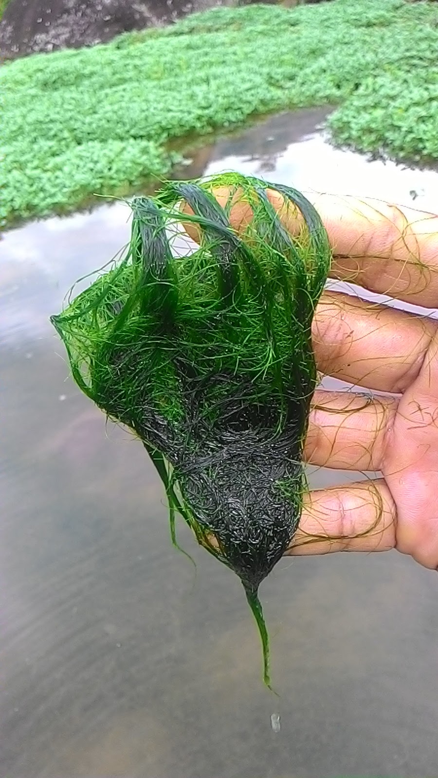 Mancing Pakai Umpan Lumut Memboming - UMPAN LUMUT