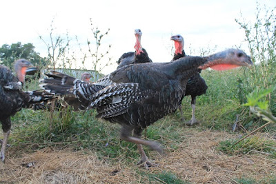 Antiquity Oaks: August 2013