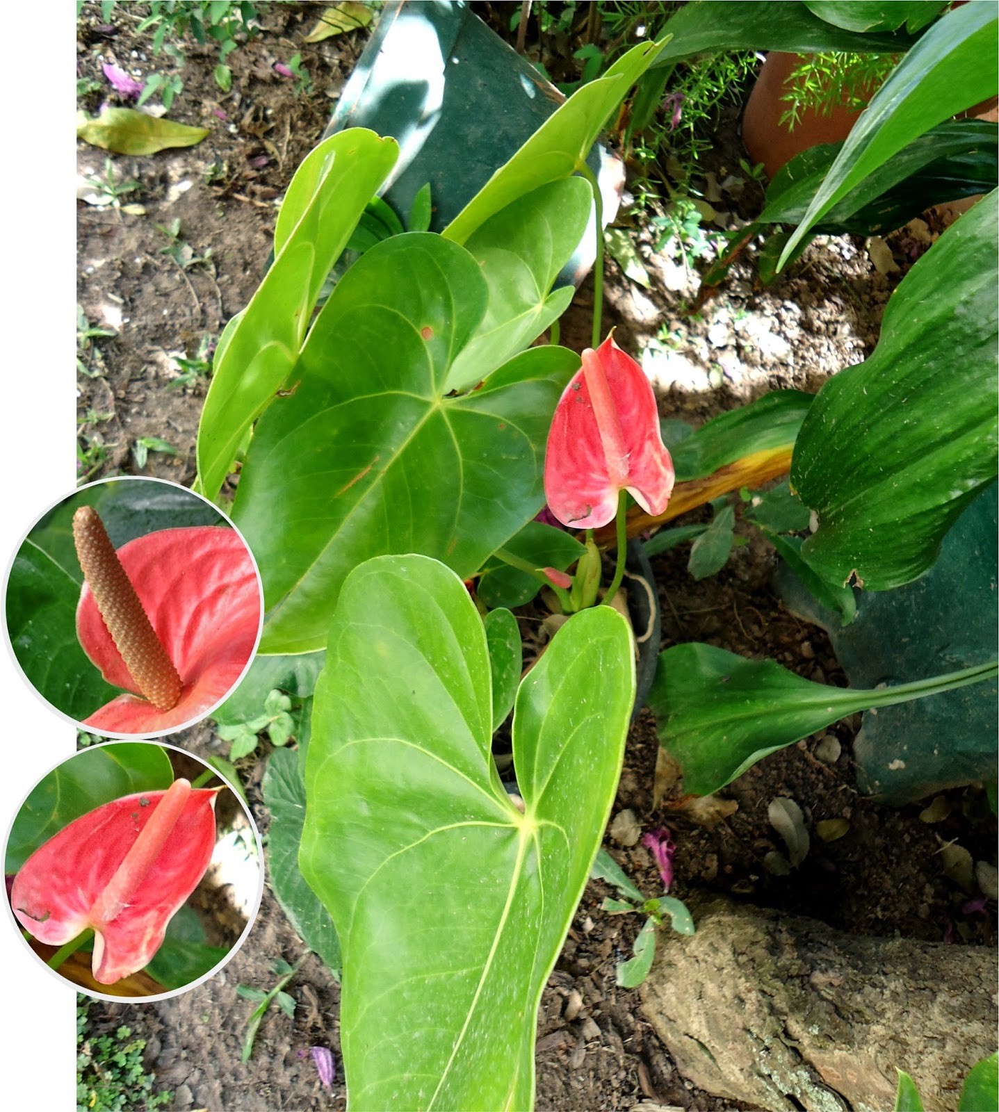 v e r d e c h a c o: Anturio