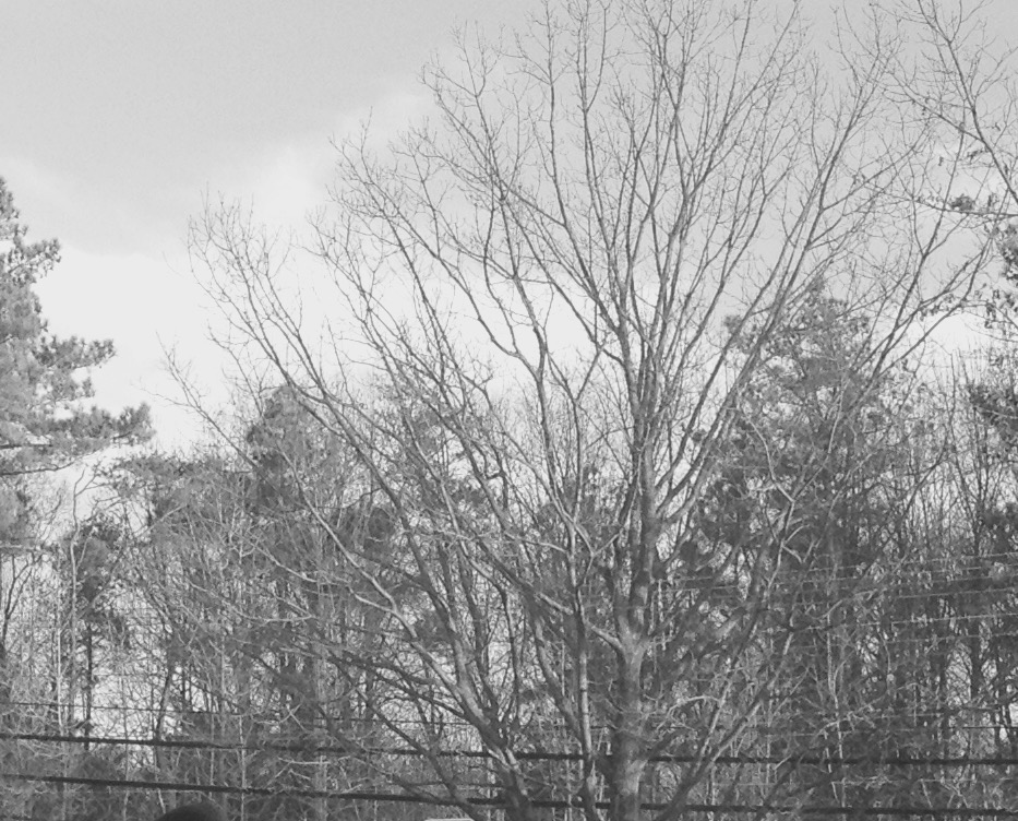 Adoring A Good Story: Trying On John Knowles' A Separate Peace - Part One