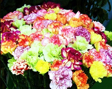 Vriksha Nursery: The Secret code of flowers: a "Valentine DAY" special