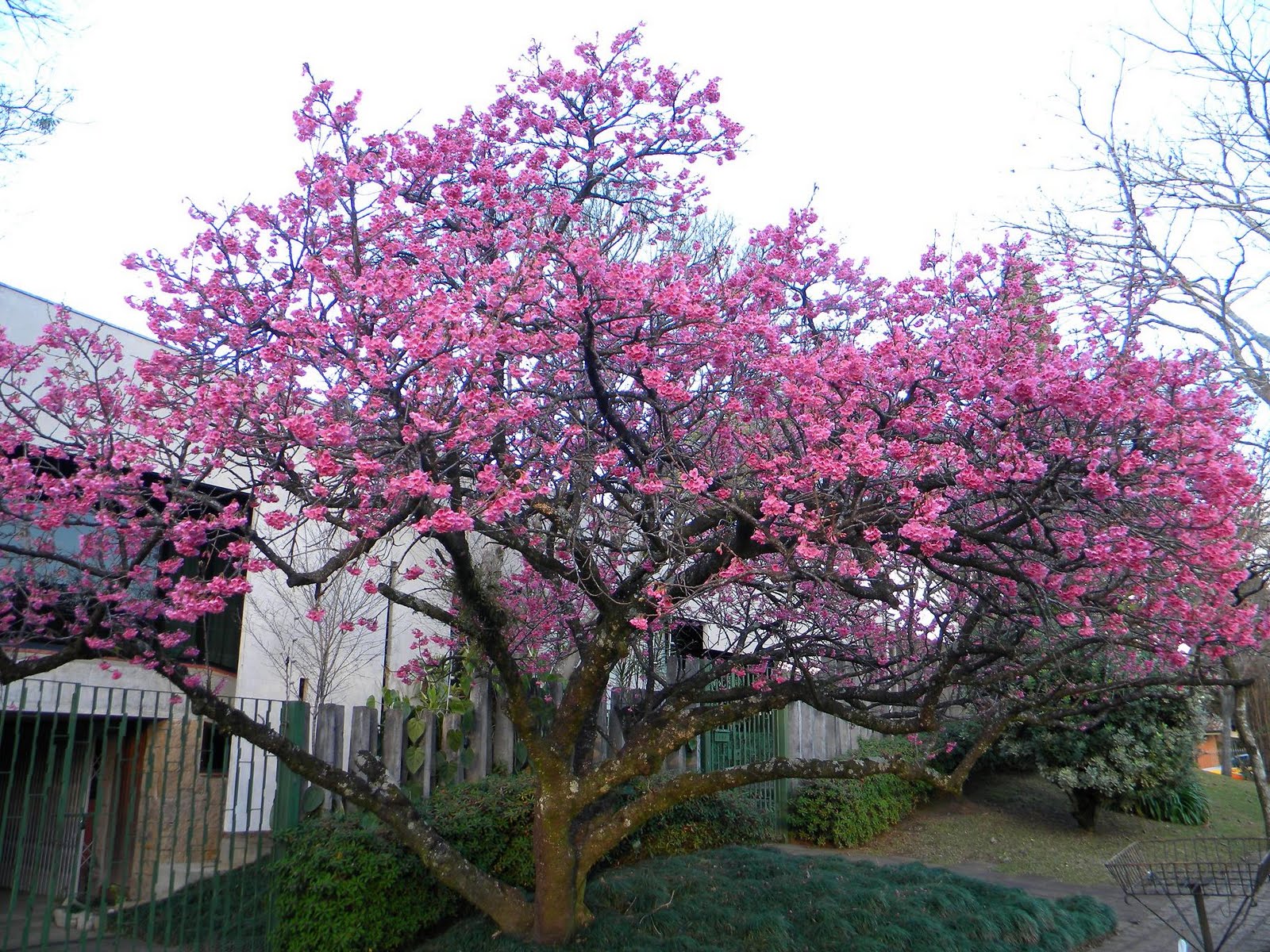 CEJARTE: Cerejeira-do-Japão