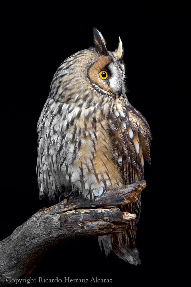 fotosricardo-h: BÚHO CHICO - Long-eared Owl