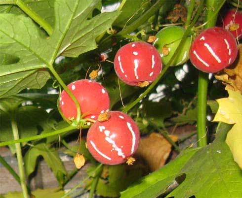 Ganesha Murti (Idol) made of 21 lakh Shivlingi Seeds | Hindu Blog