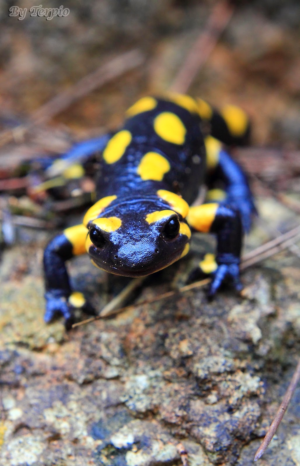 Viajes, Salidas, Naturaleza, (Fotografía).: Salamandra Común ...