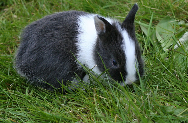 The Biggest Animals Kingdom Discovery: | Rabbit