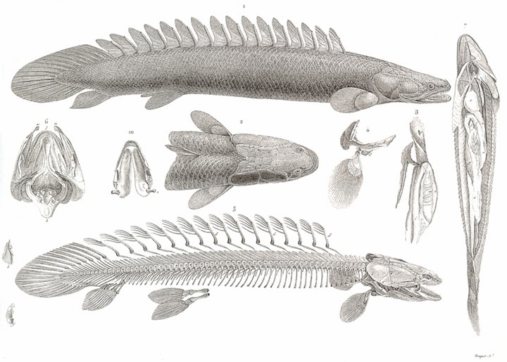 Fresh Aquatic, Fresh Life: IKAN PALMAS (Polypterus)