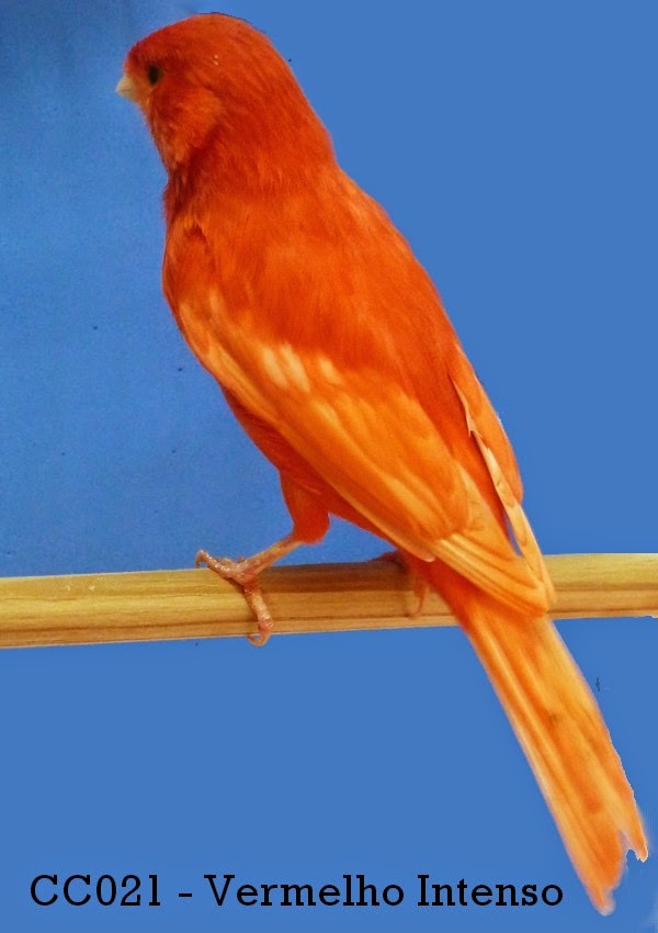 Canaril Curico - Canário de Cor: Fotos Canários