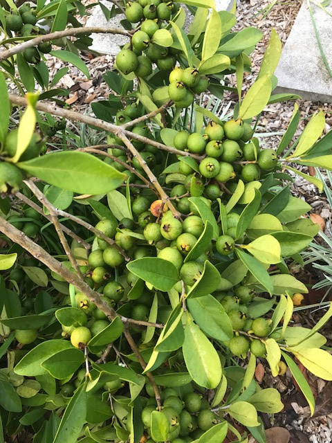 Vegetable and Fruit Gardening in SW Florida: Lemon Guava