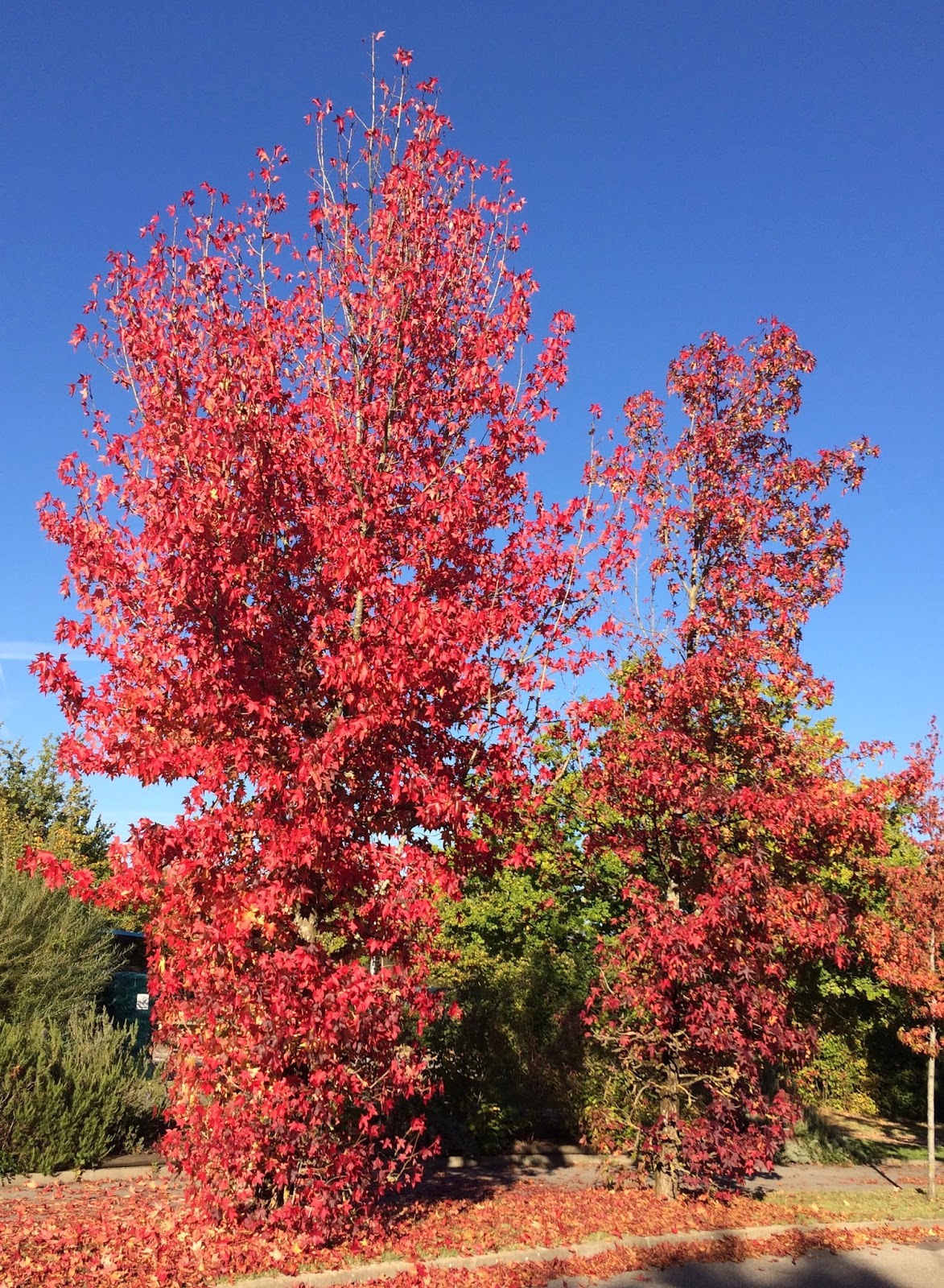 Le blog de Paul, Tom et Hervé: Arbres rouges