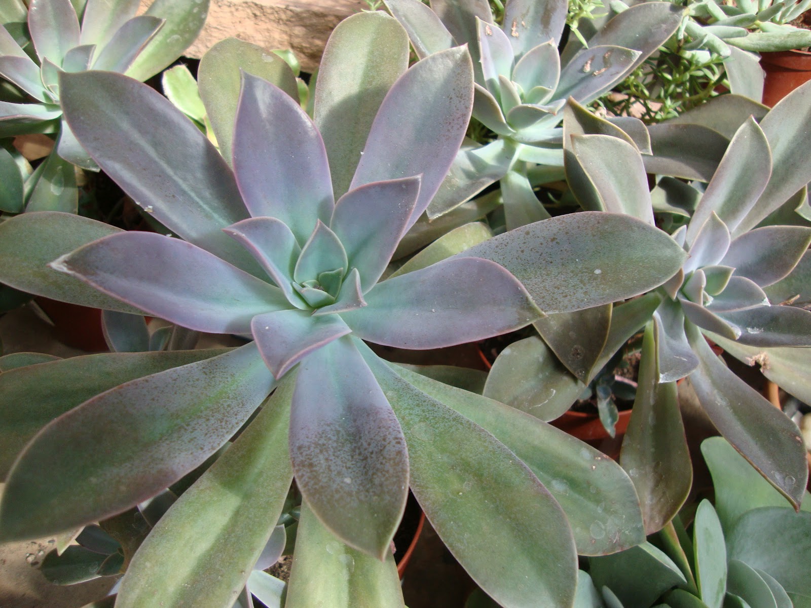 danger garden: Nurseries of Flagstaff and Prescott, Arizona
