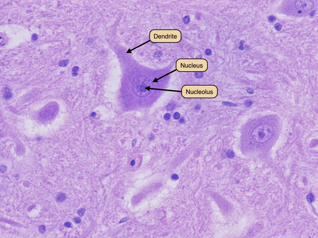 Ciencias de Joseleg: Estructura celular de la neurona