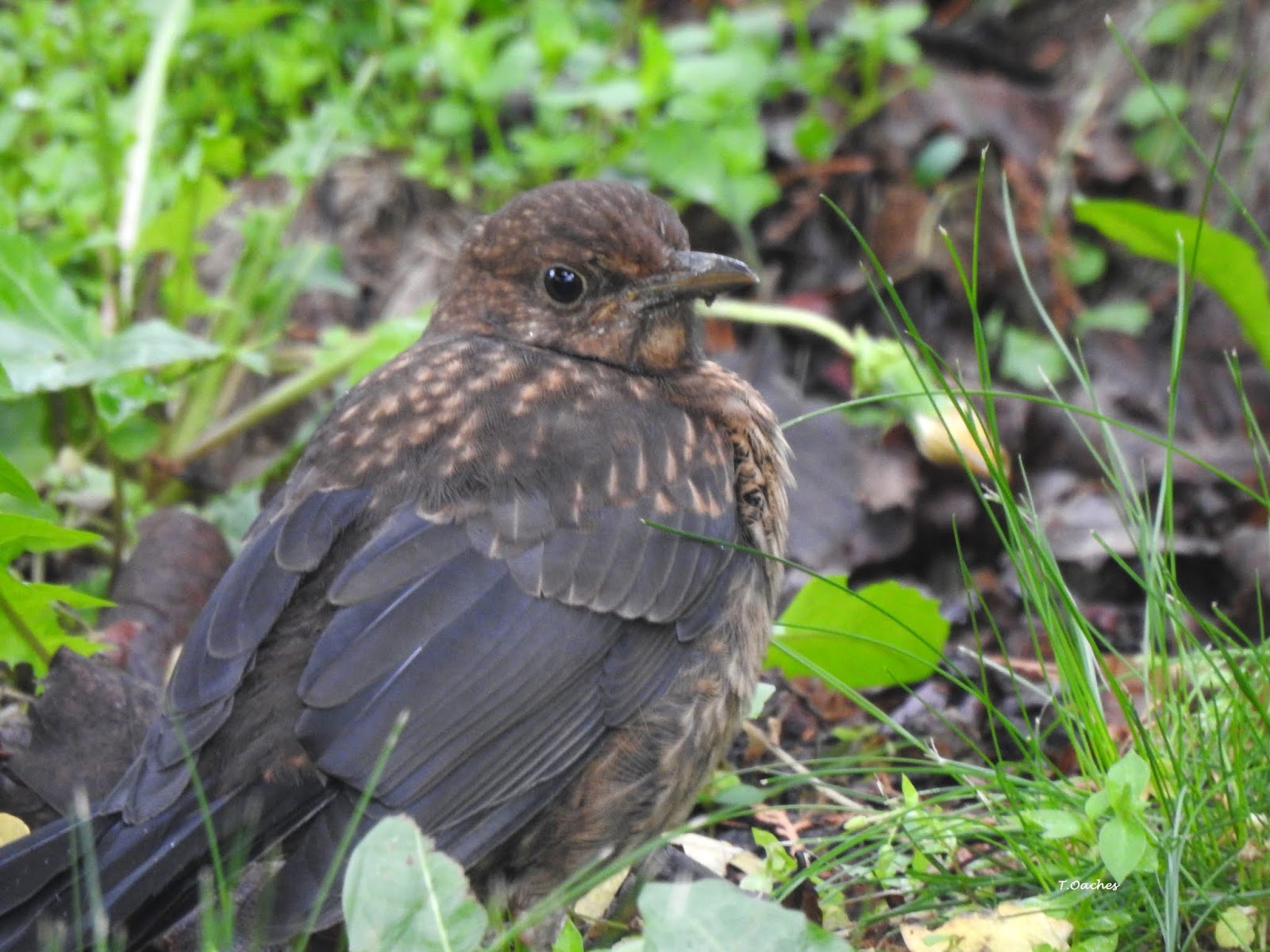 PASARI DIN ROMANIA: Mierla (4) , Pui mici, Turdus merula