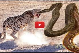 Giant anaconda snake vs Jaguar, vs lion. Python vs lion real fight Most ...