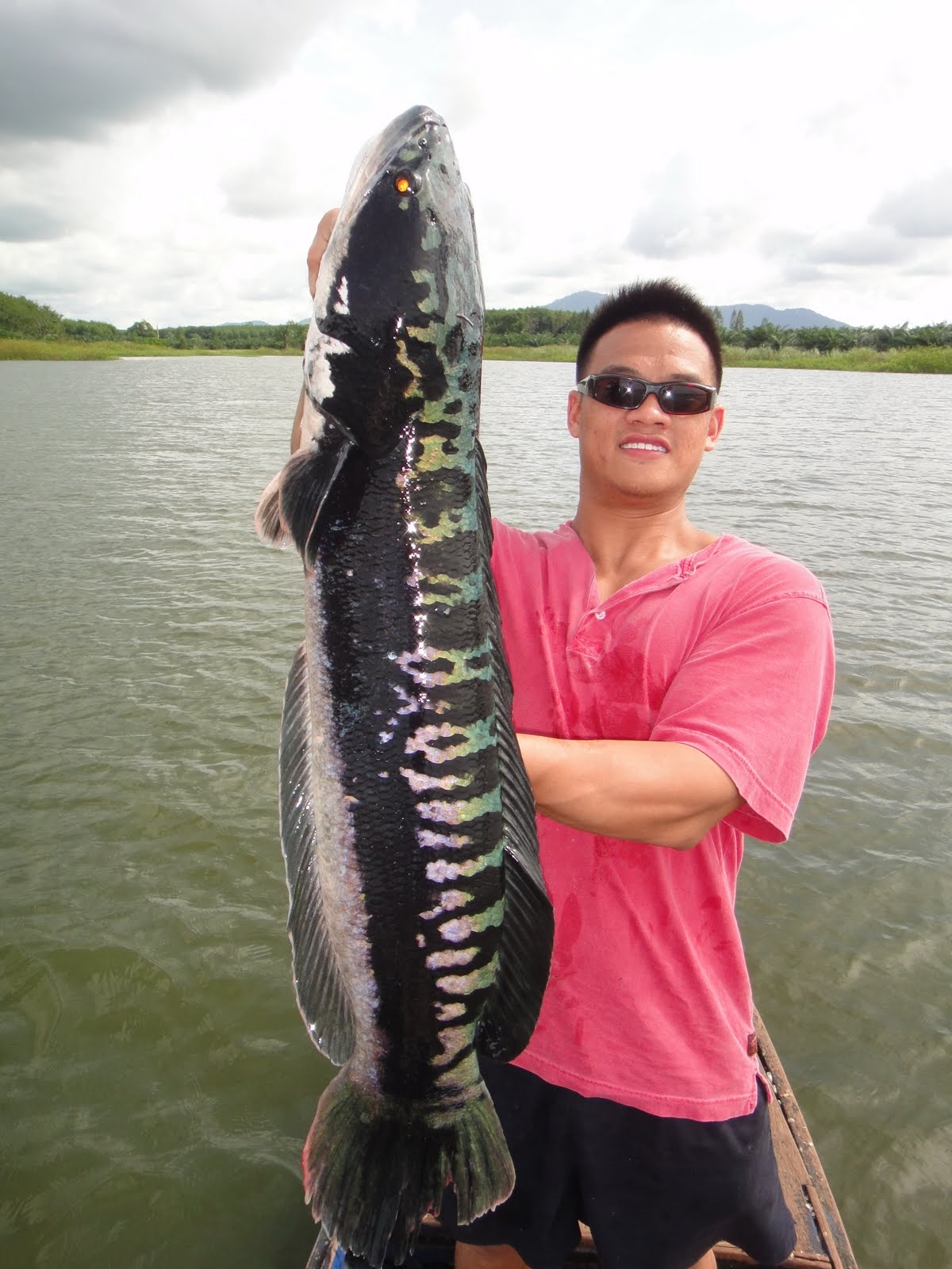 Thailand Giant Snakehead (Toman) And Wild Fishing.: The Fun !!The Dream ...