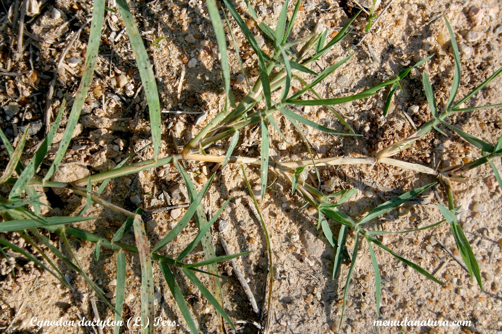Menuda Natura: Cynodon dactylon (L.) Pers.