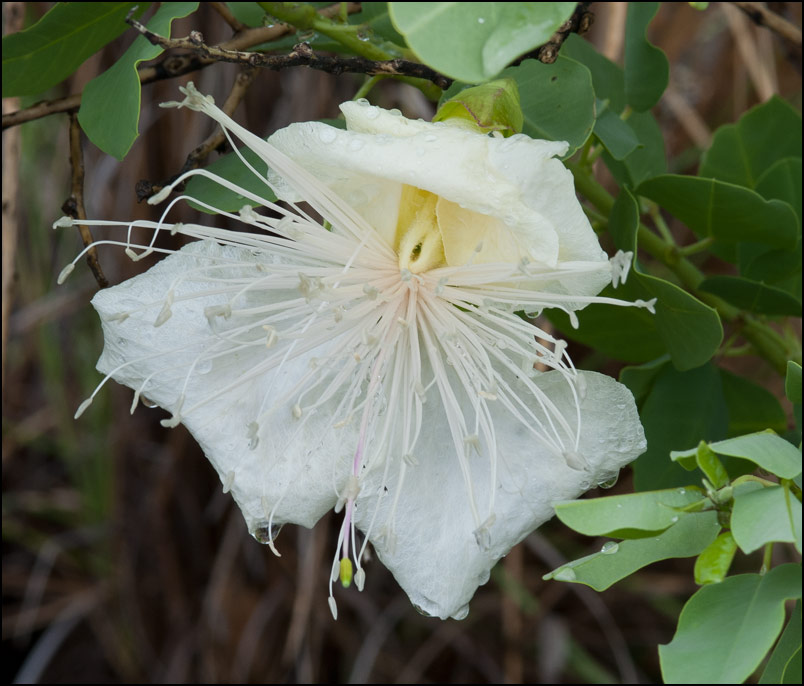 Bill Doar Nature Photography: Hawaiian Natives