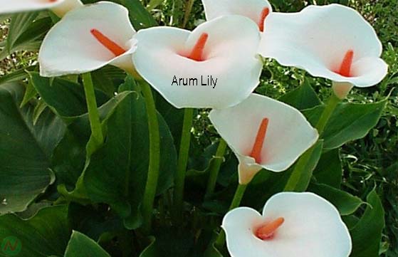 Flowers Name | English Meaning & Image | Flowers Vocabulary | Necessary ...