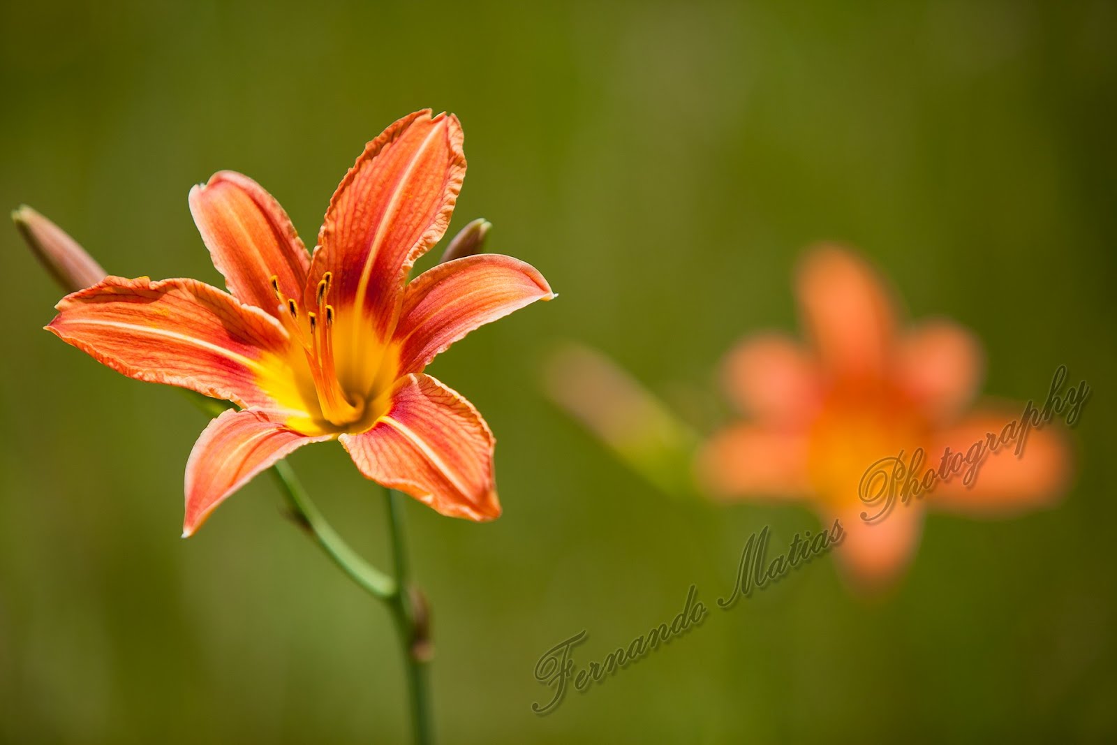 Fernando Matias Photography - Ottawa Ontario - Ottawa Wedding ...