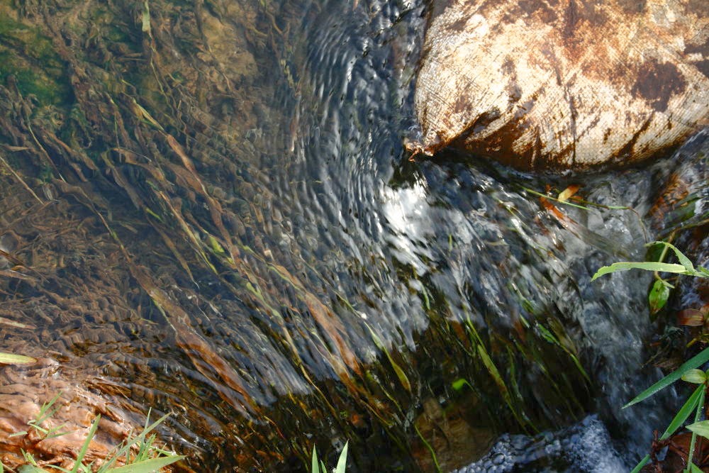 Get Lost In Nature.......Much Beyond Kerala!: Punchakari Wetlands ...