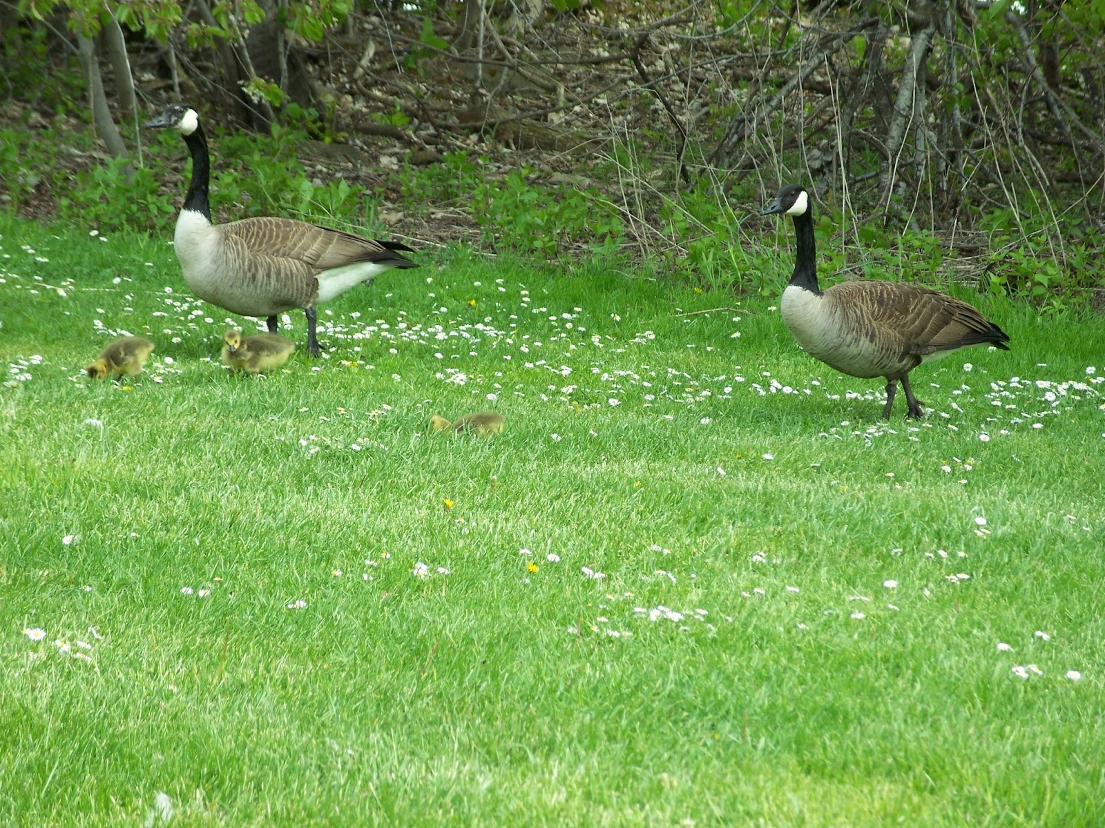 ~ Human Beings are Animals ~: Cascate del Niagara