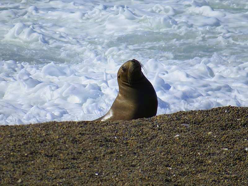 The Beautiful Chile: Tatuk, pingvinek, fókák - irány a szelíd ...