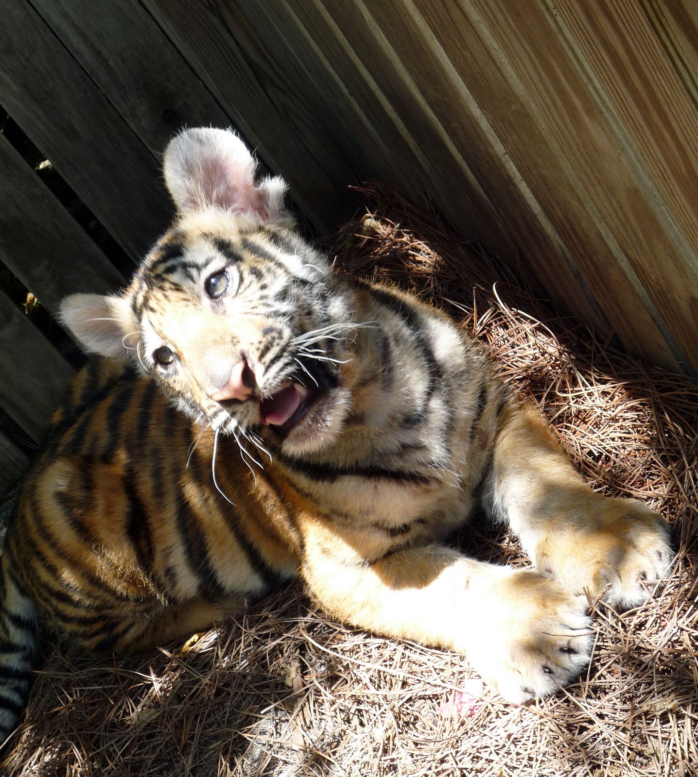 Your Daily Cute: I Petted and Played With a Baby Tiger!