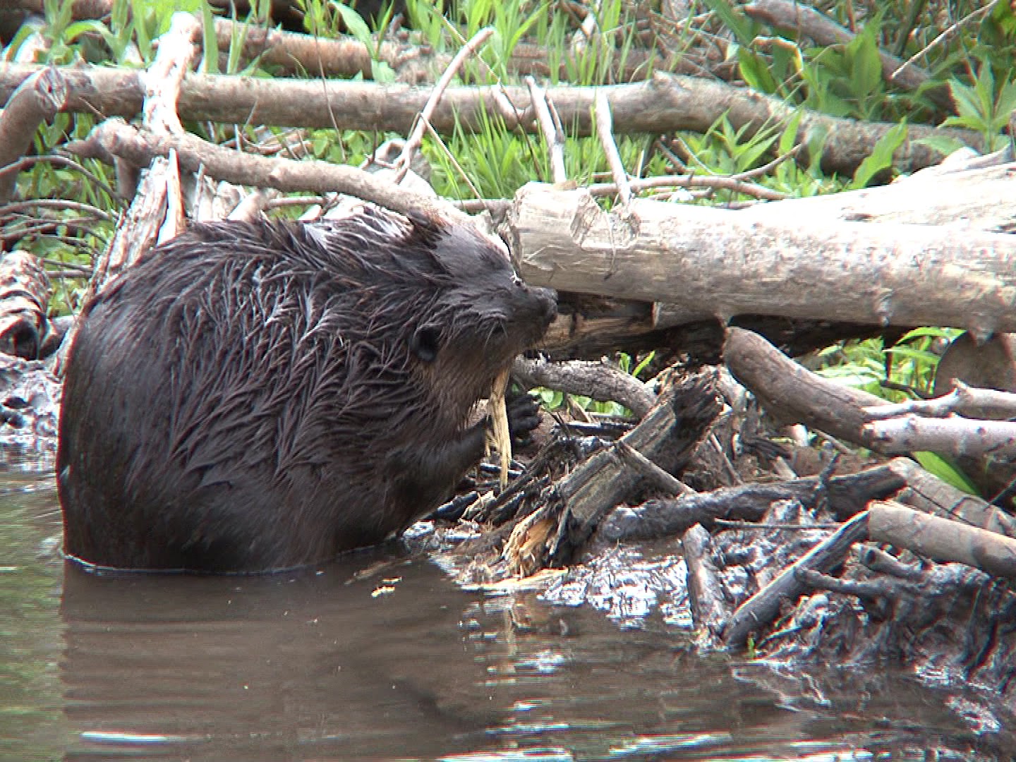 Tales From The Wilds: The Fawns of Spring and Beaver Multitasking