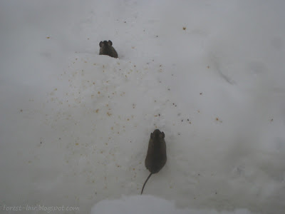 Forest Lair: Mice in snow. Мыши в снегу
