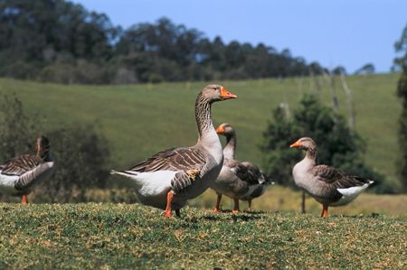farm animals photos |Zoo Animals