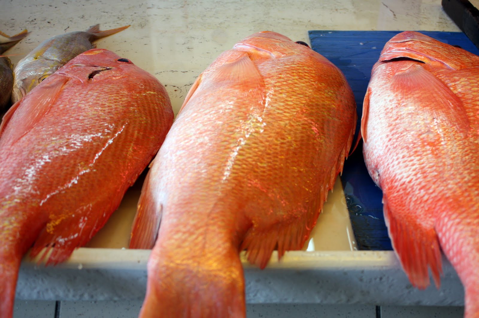 Warga Perikanan Brunei: Ikan Ikan Laut Tempatan ( Marine Fishes of ...